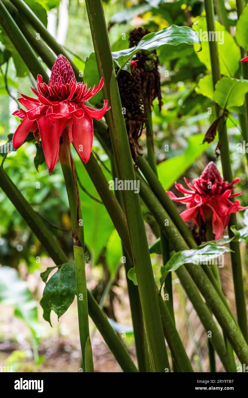 Heliconia flower in the amazonian rain forest, Perú Stock Photo - Alamy