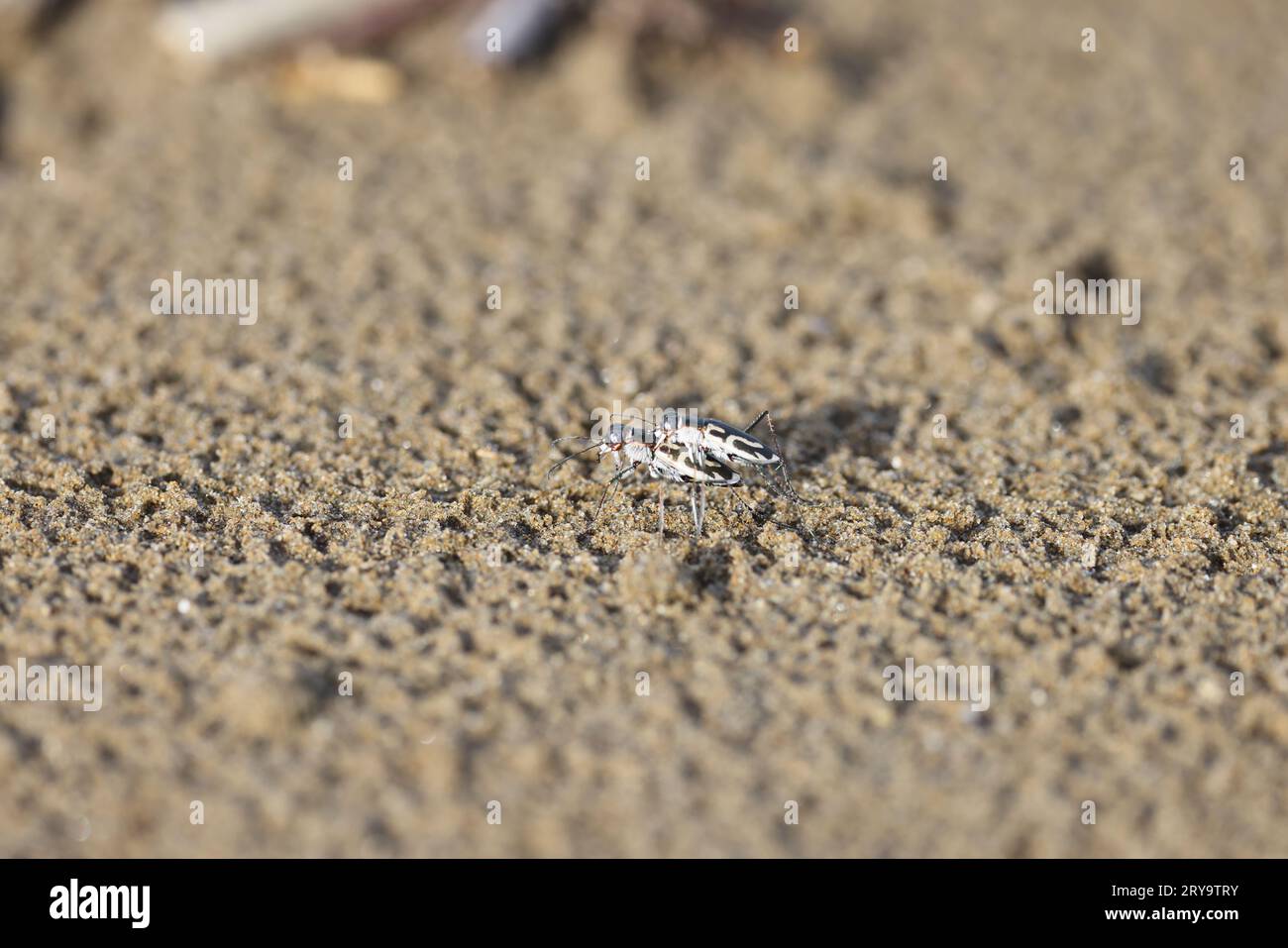 Abroscelis anchoralis is a species of tiger beetle in the genus ...