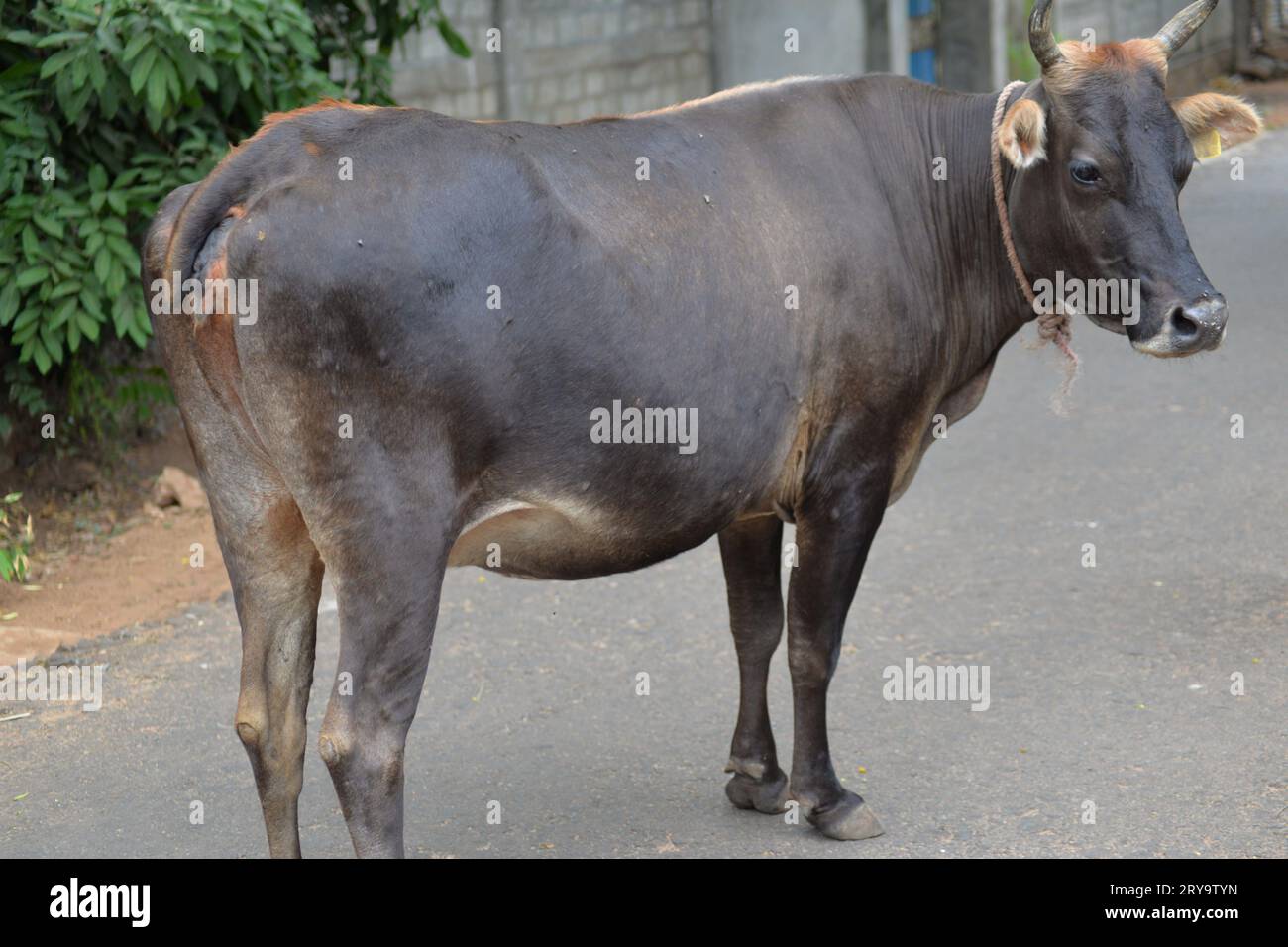 this is without tail cow in srilanka Stock Photo - Alamy