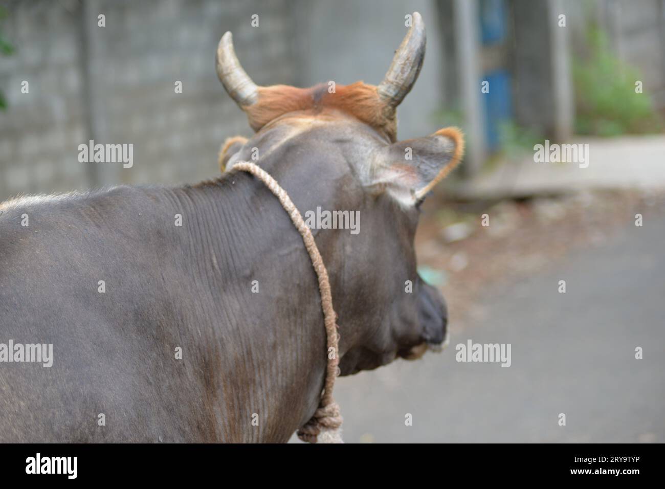 this is without tail cow in srilanka Stock Photo - Alamy