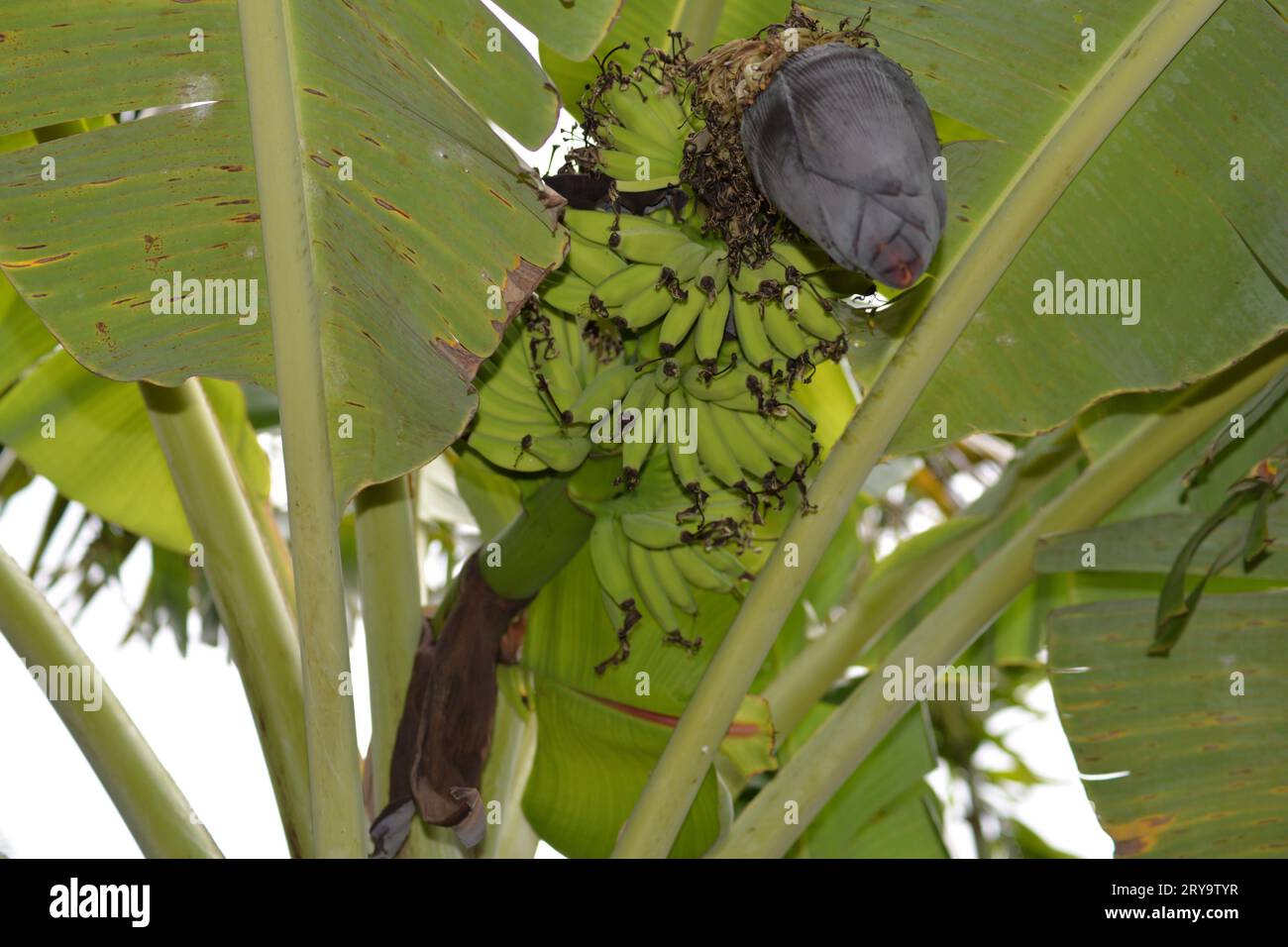 Green plantain tree in srilanka Stock Photo - Alamy