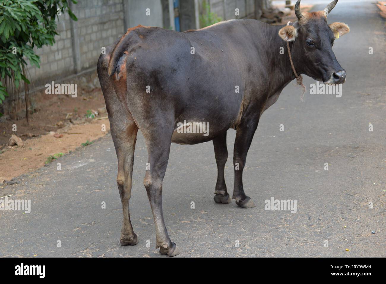 without tail cow srilanka. watching the grass Stock Photo - Alamy