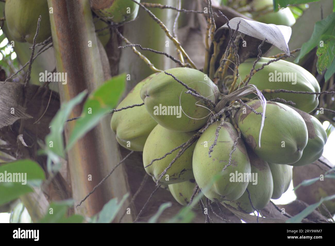 King coconut tree coconut tree hi-res stock photography and images - Alamy