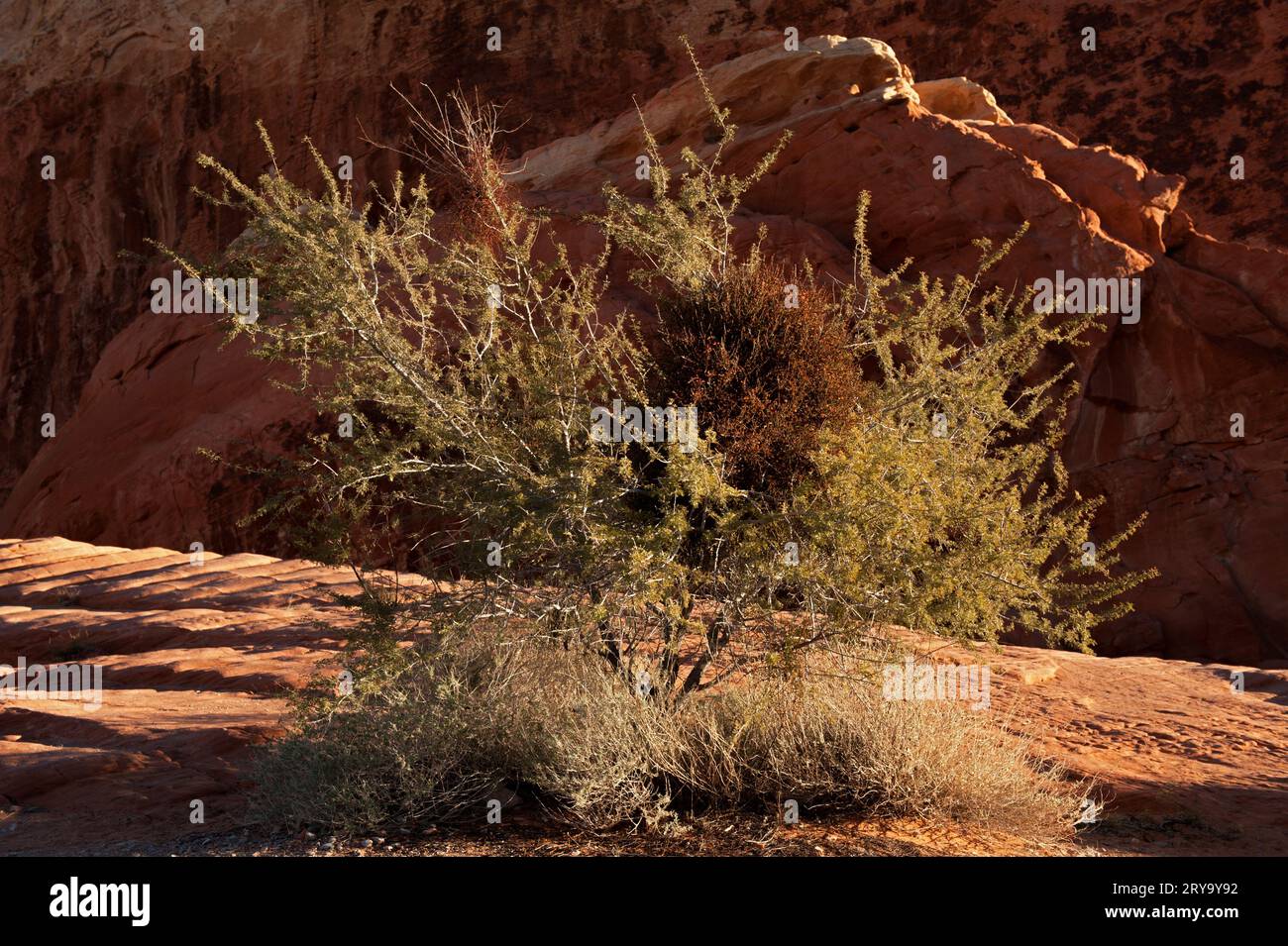 A Catclaw Acacia (Senegalia greggii) infested with Desert Mistletoe ...