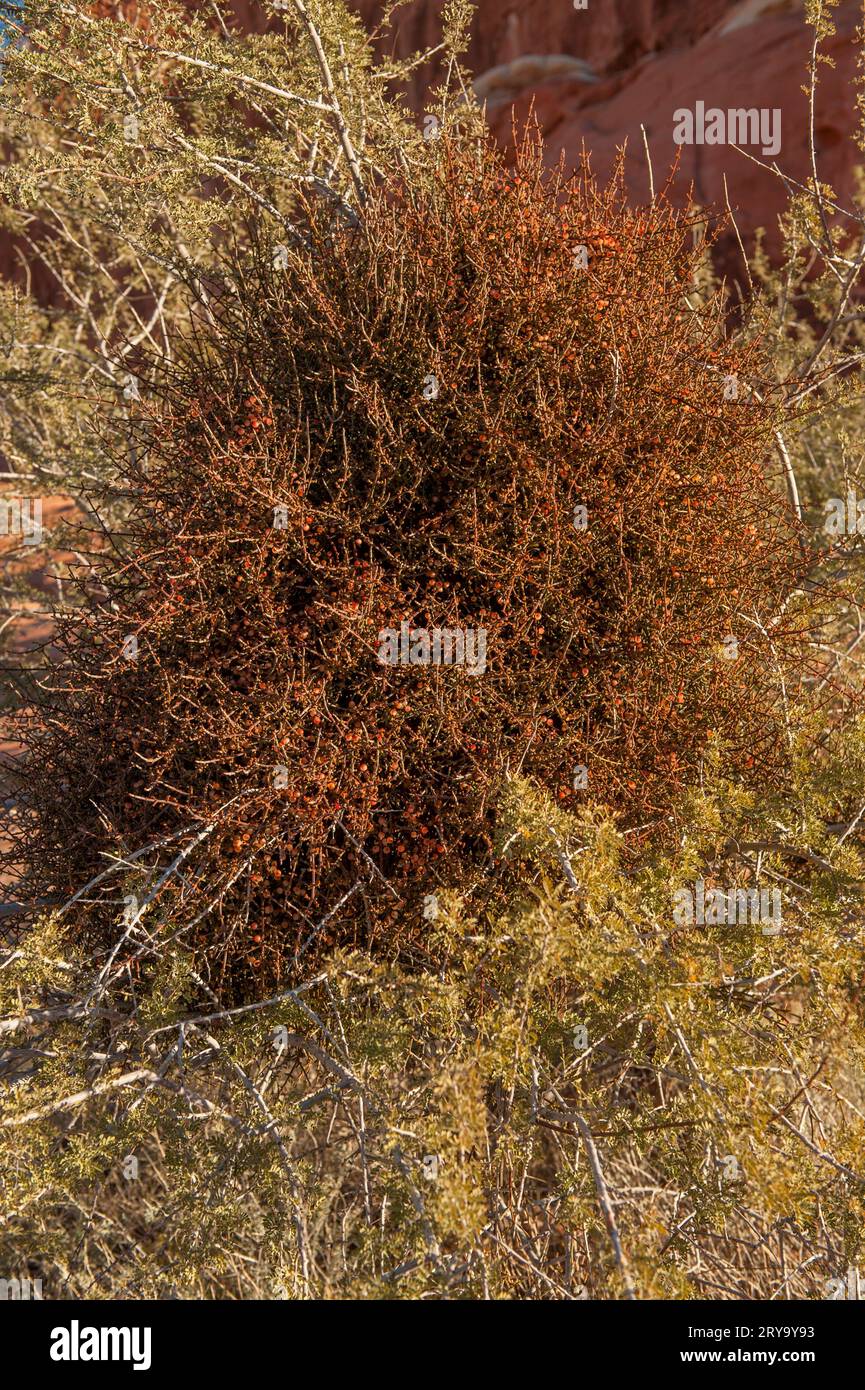 Closeup of a cluster of Desert Mistletoe (Phoradendron californicum ...
