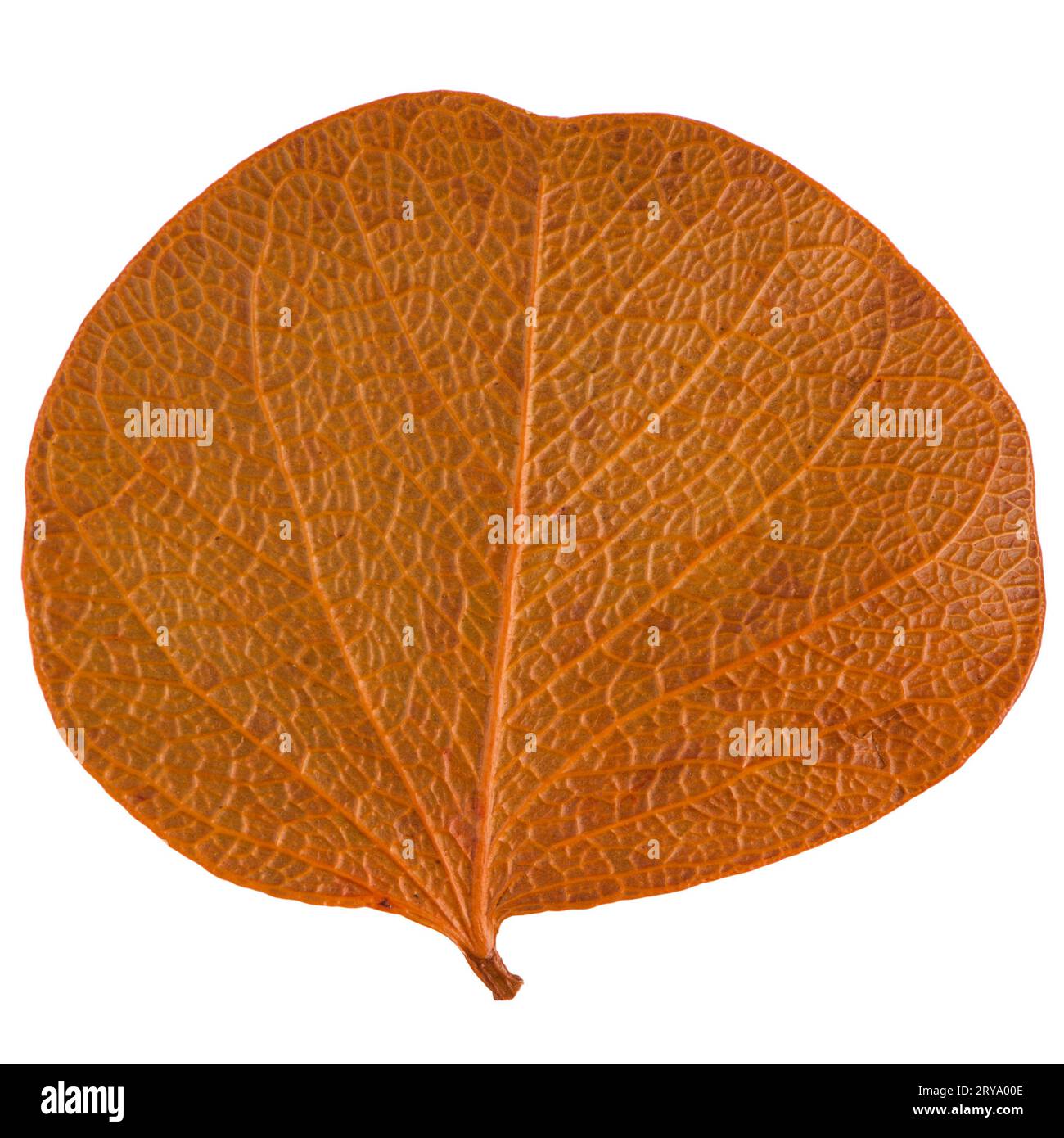 Light leaf detail Cut Out Stock Images & Pictures - Alamy
