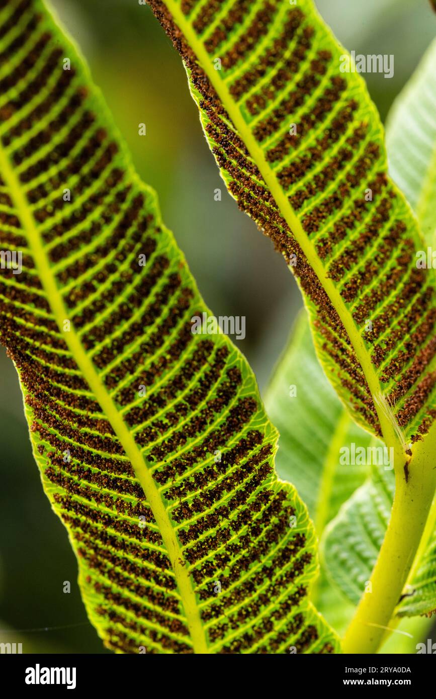 amazon fern in the rainforest,Tingo Maria,Perú Stock Photo - Alamy
