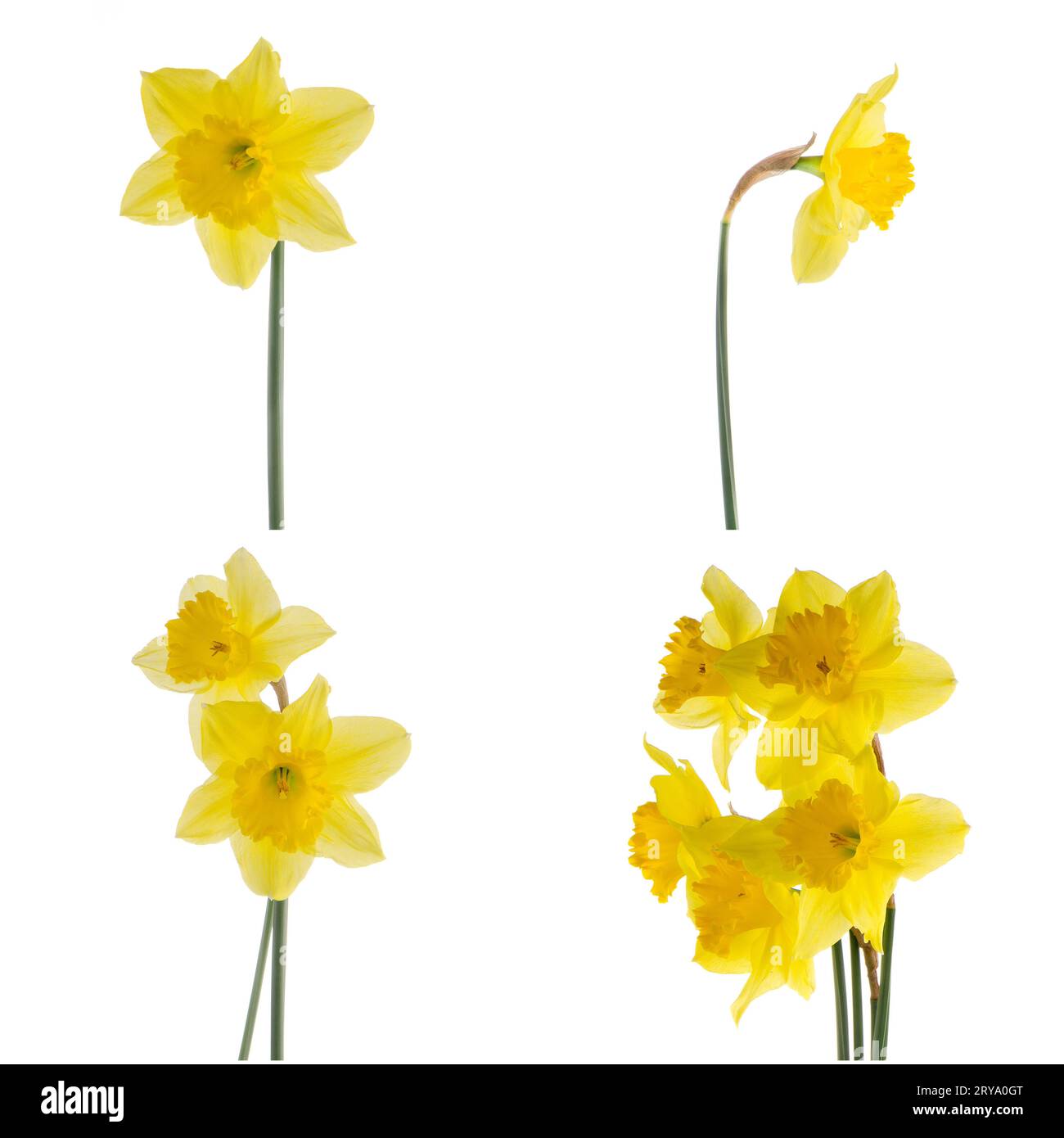 Jonquil flower Cut Out Stock Images & Pictures - Alamy