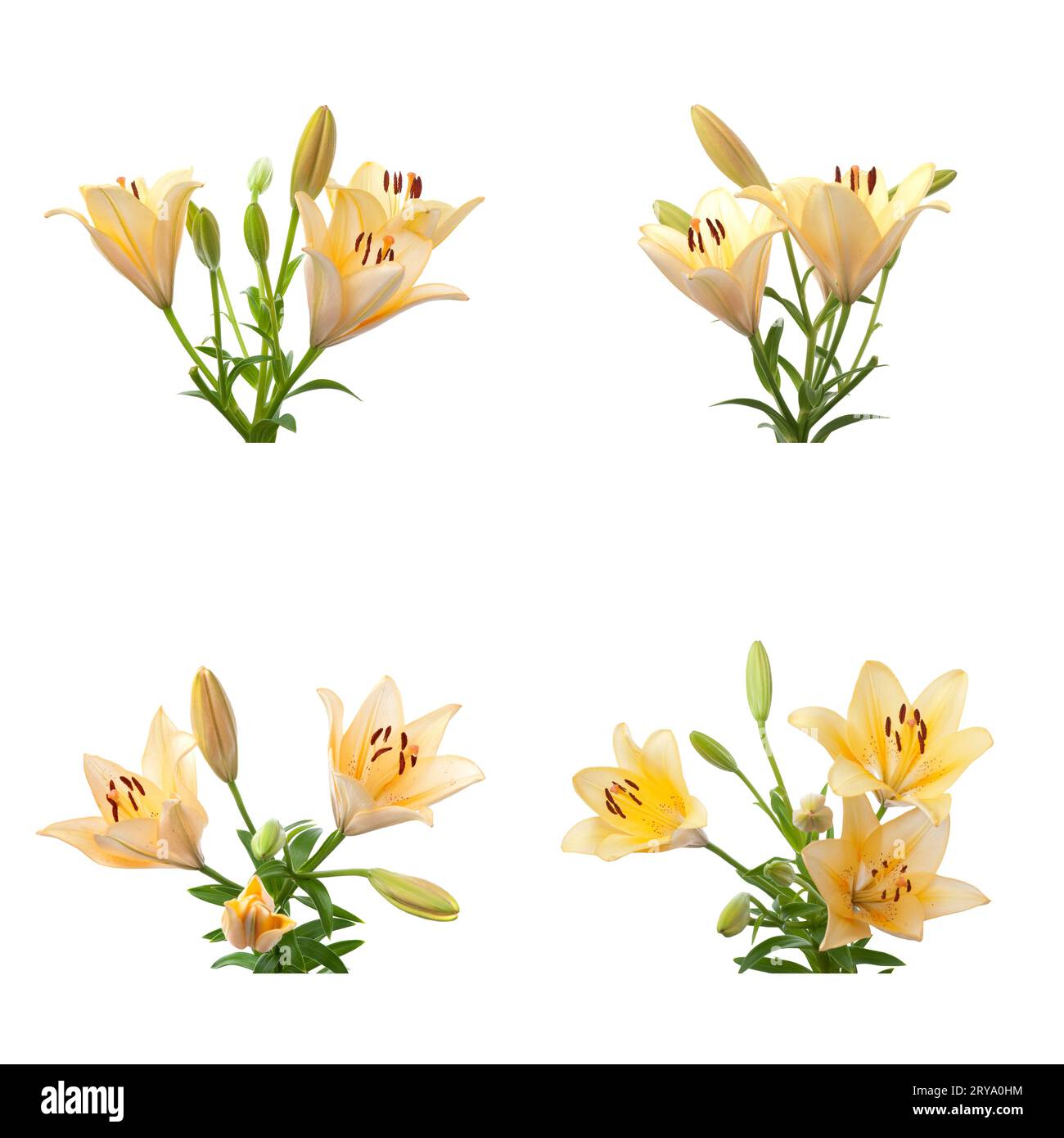 Orange yellow composition hi-res stock photography and images - Alamy