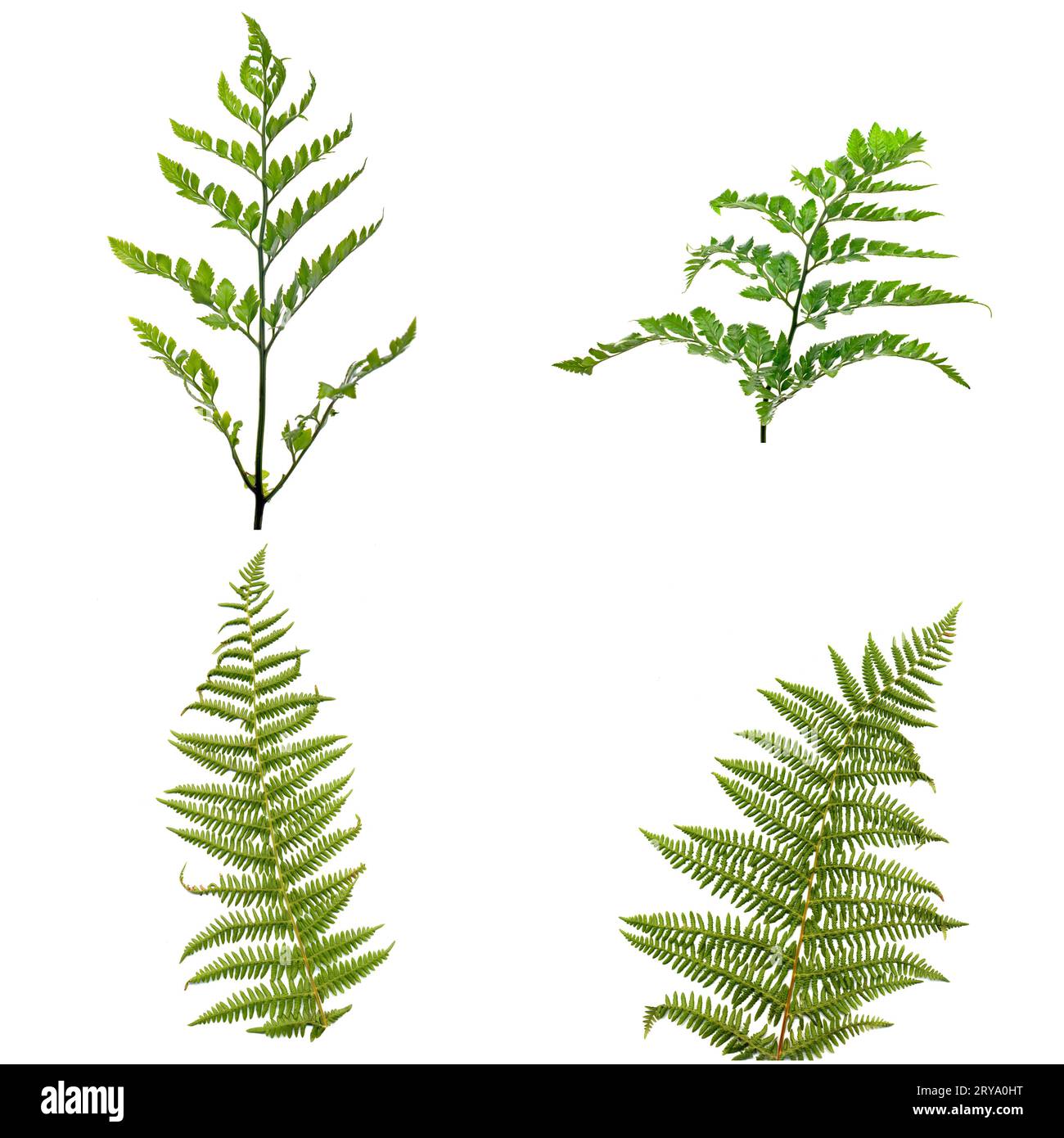 Macro fern detail Cut Out Stock Images & Pictures - Alamy