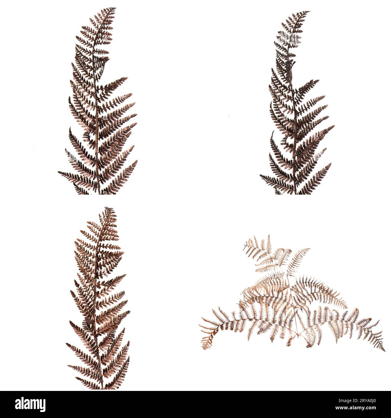 Decorative fern leaf hi-res stock photography and images - Alamy