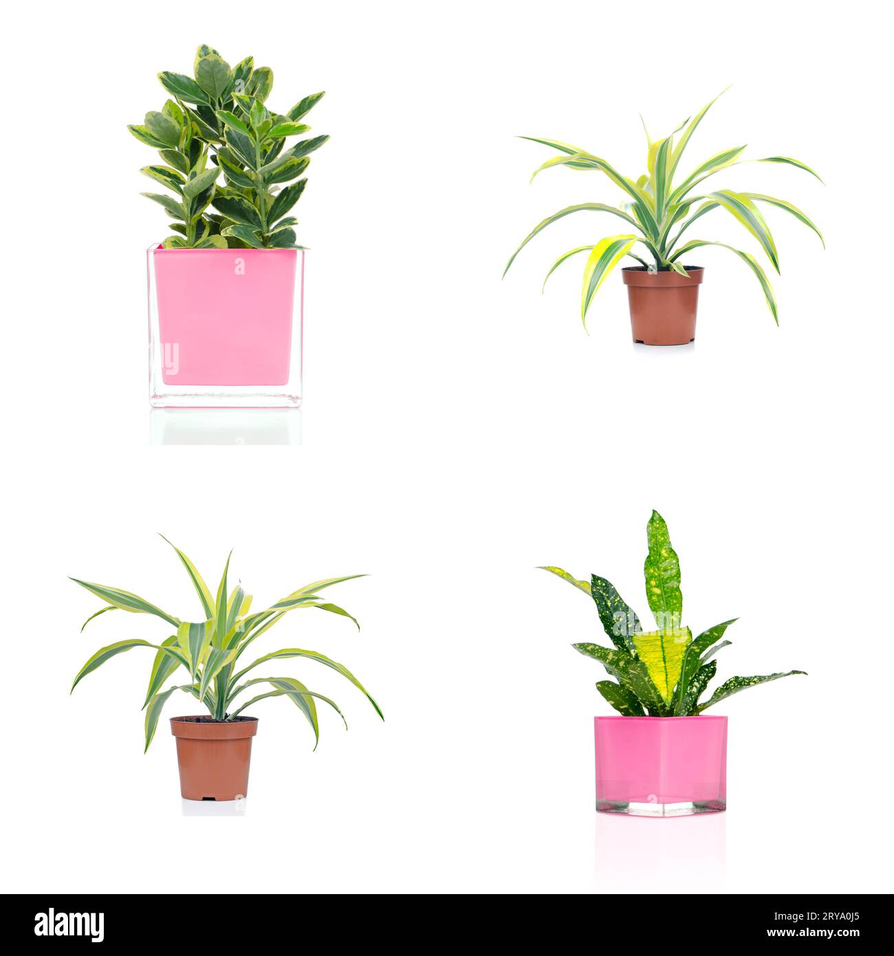 Houseplants and gardening Cut Out Stock Images & Pictures - Alamy