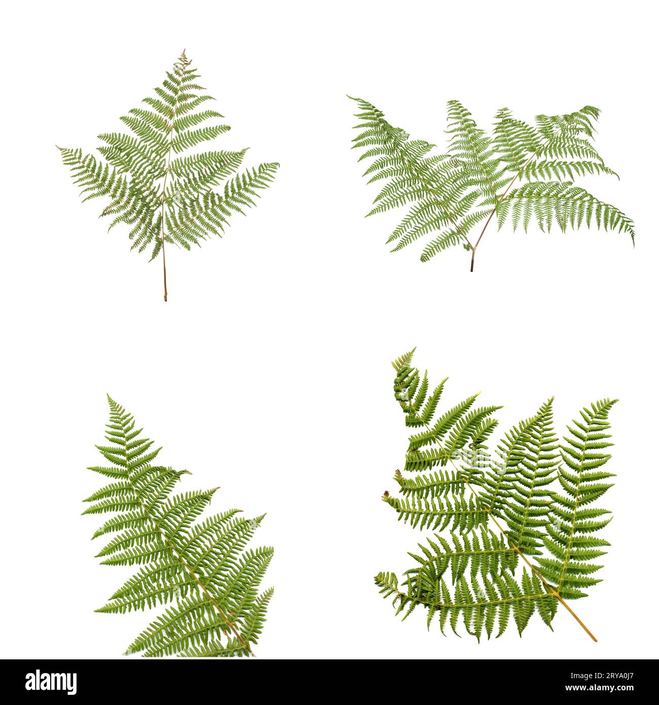 Wild fern Cut Out Stock Images & Pictures - Alamy