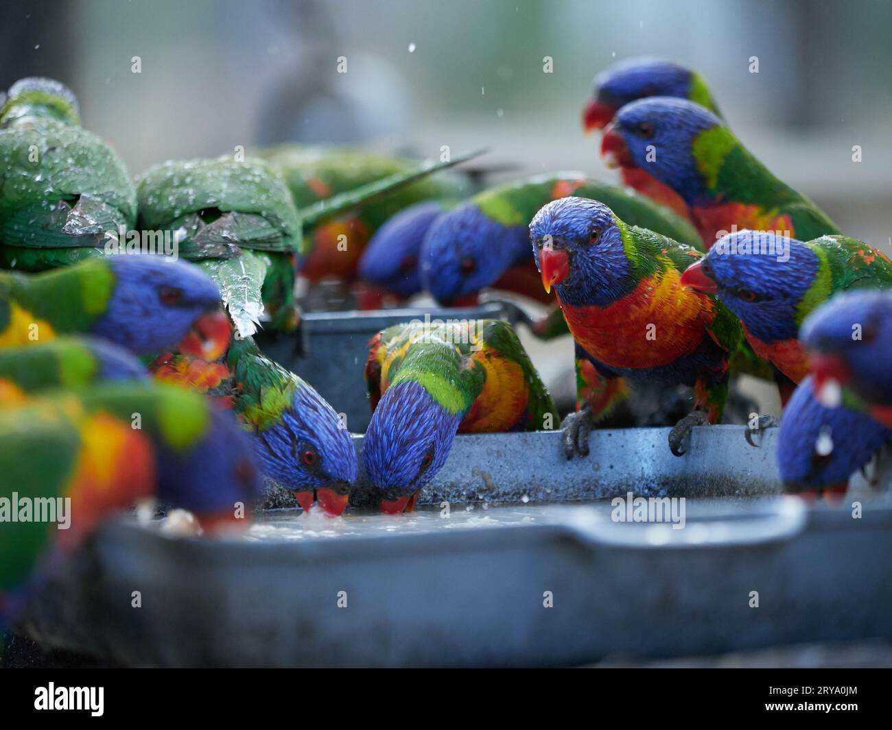 Rainbow Lorikeets feeding at a man made feeding post at Cania Gorge ...