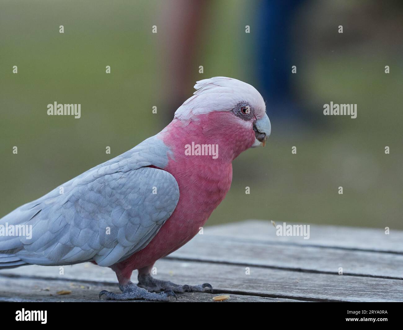 Grey and Pink Galah sitting on a BBQ table eating seed. Blurred ...
