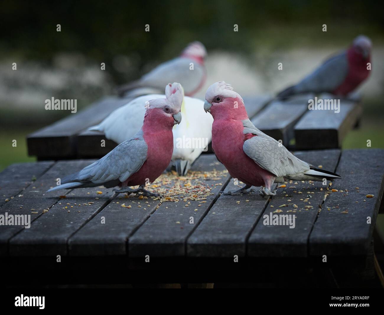 A Pair of Grey and Pink Galahs sitting on a BBQ table eating seed ...