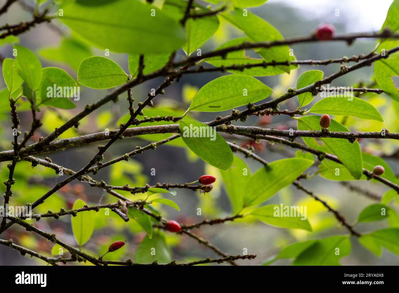 Mate de coca tea hi-res stock photography and images - Alamy