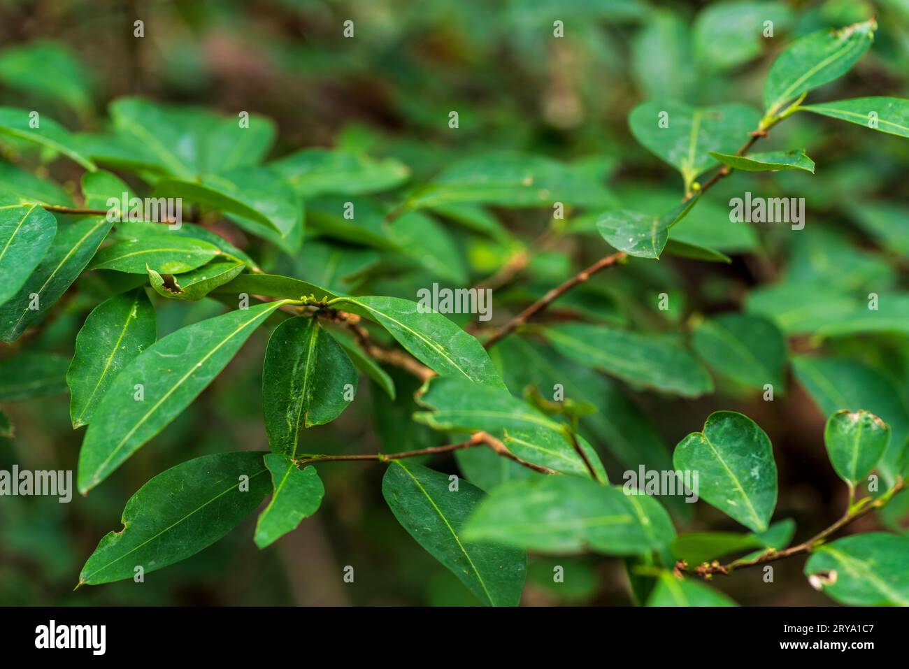 Mate de coca tea hi-res stock photography and images - Alamy
