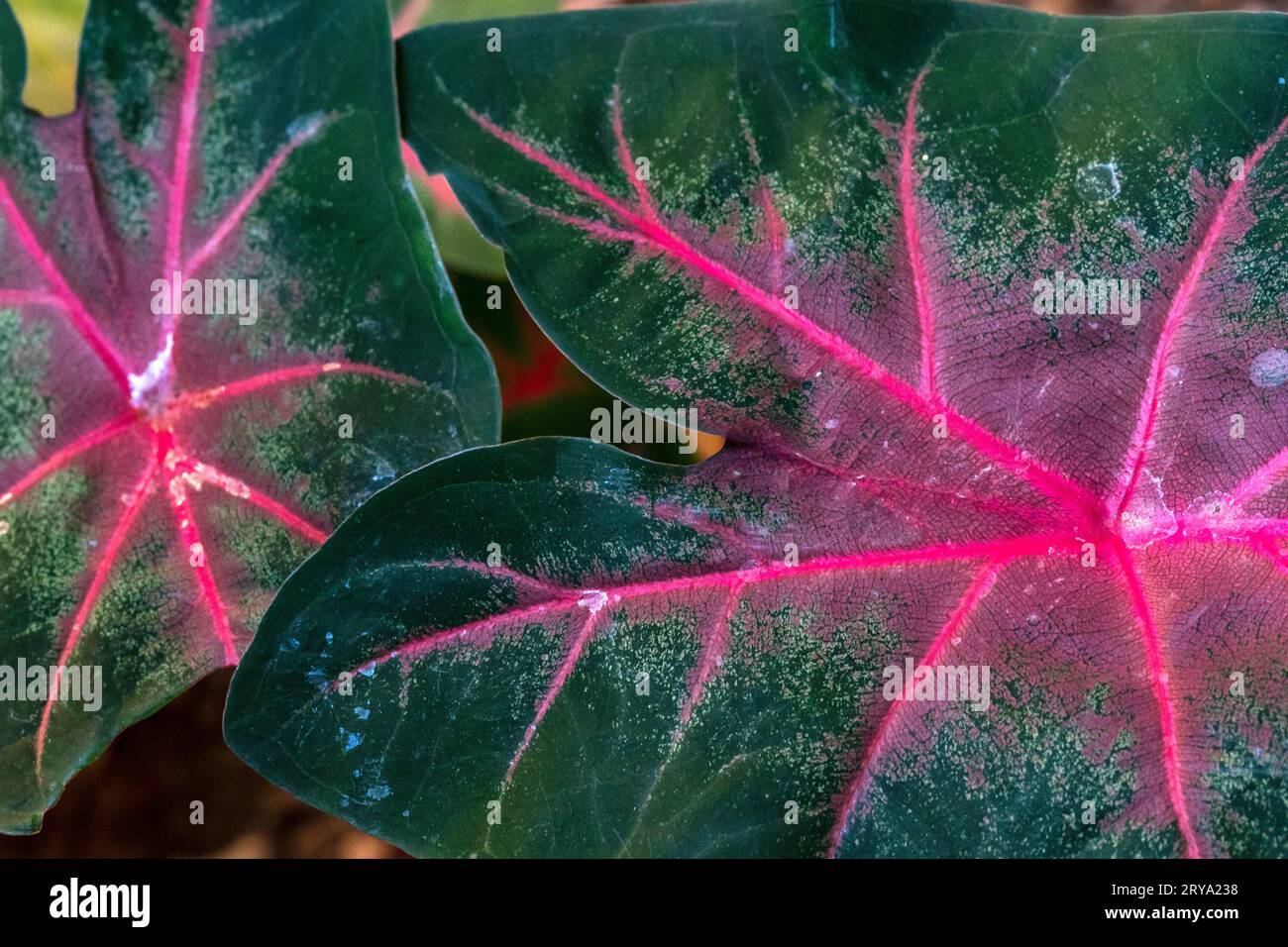 caladium bicolor in the amazonian rain forest,Perú Stock Photo - Alamy