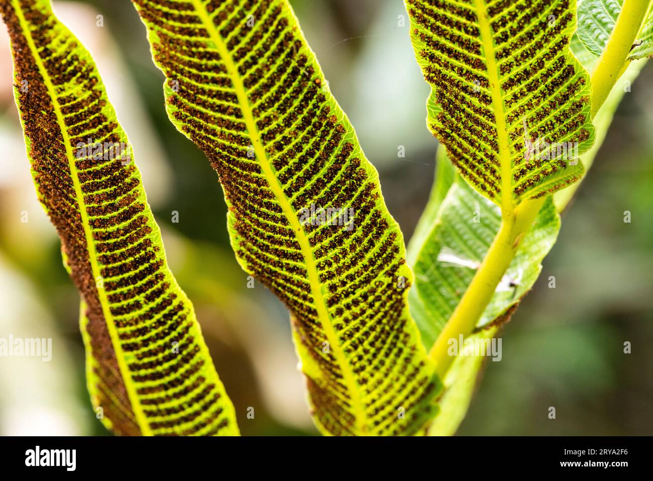 amazon fern in the rainforest,Tingo Maria,Perú Stock Photo - Alamy
