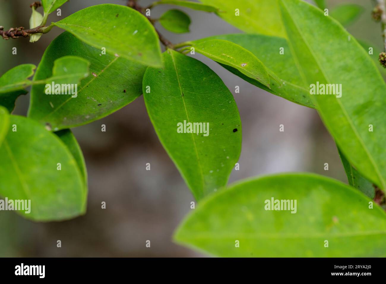 coca leaf in the peruvian jungle, amazonian,Perú Stock Photo - Alamy