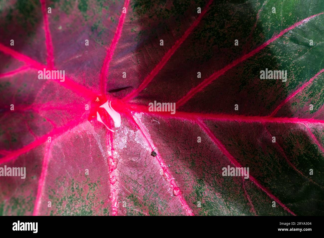 caladium bicolor in the amazonian rain forest,Perú Stock Photo - Alamy