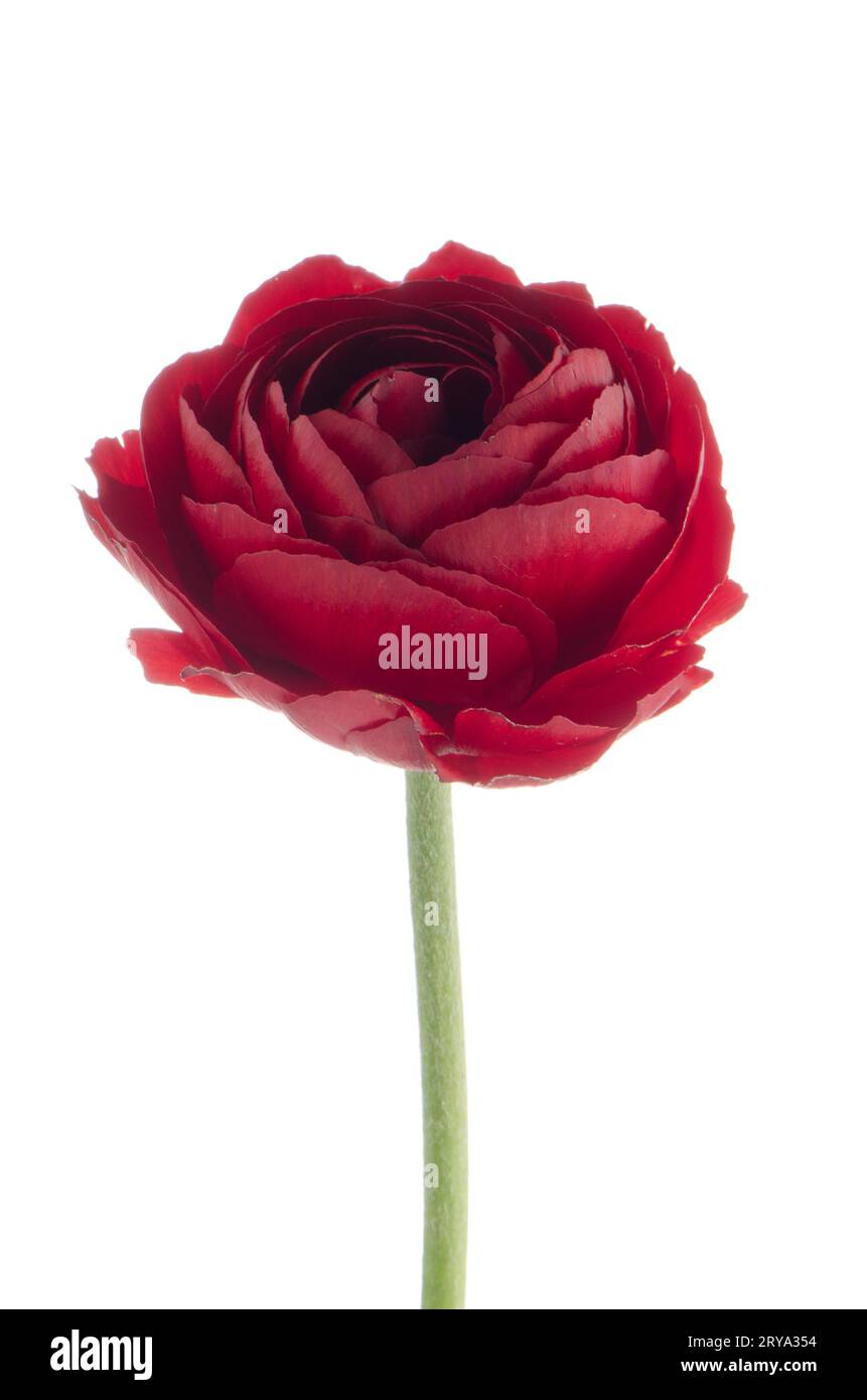 Eustoma green hi-res stock photography and images - Alamy