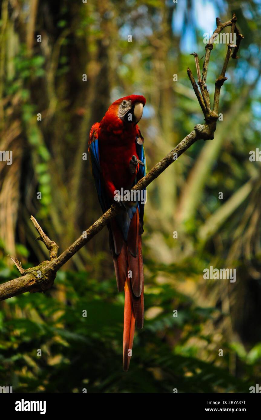 The Scarlet Macaw in Peruvian Amazon Stock Photo - Alamy