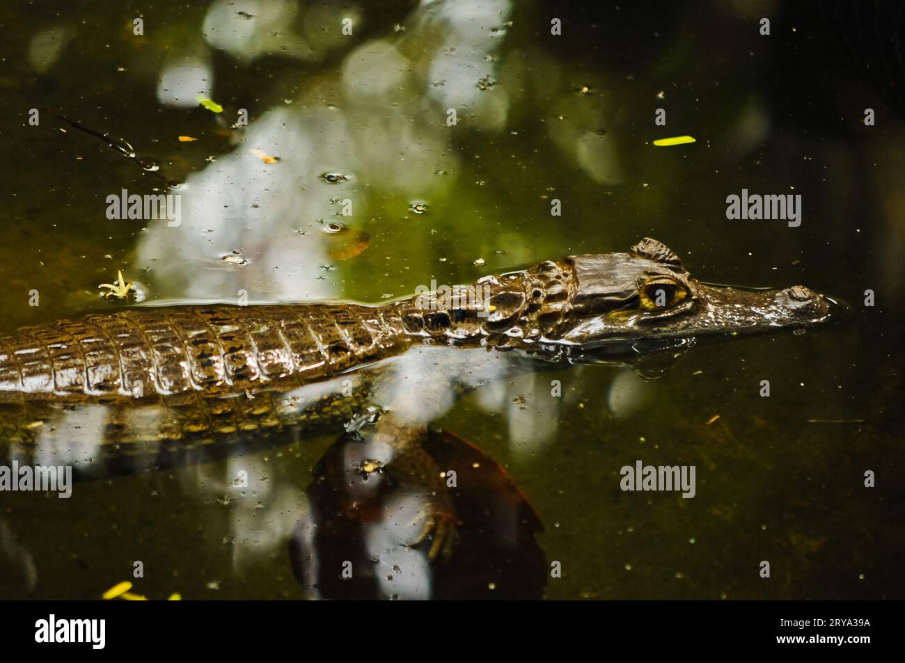 Black Caiman in Peruvian Amazon Stock Photo - Alamy