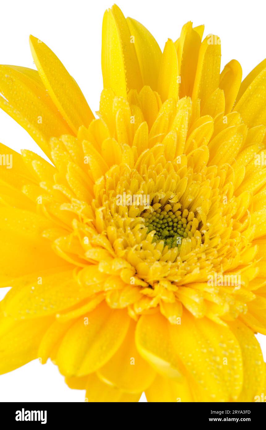 Yellow gerbera daisy flower Stock Photo - Alamy