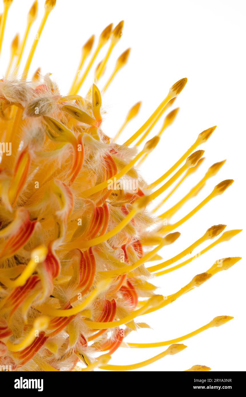 Australian protea hi-res stock photography and images - Alamy
