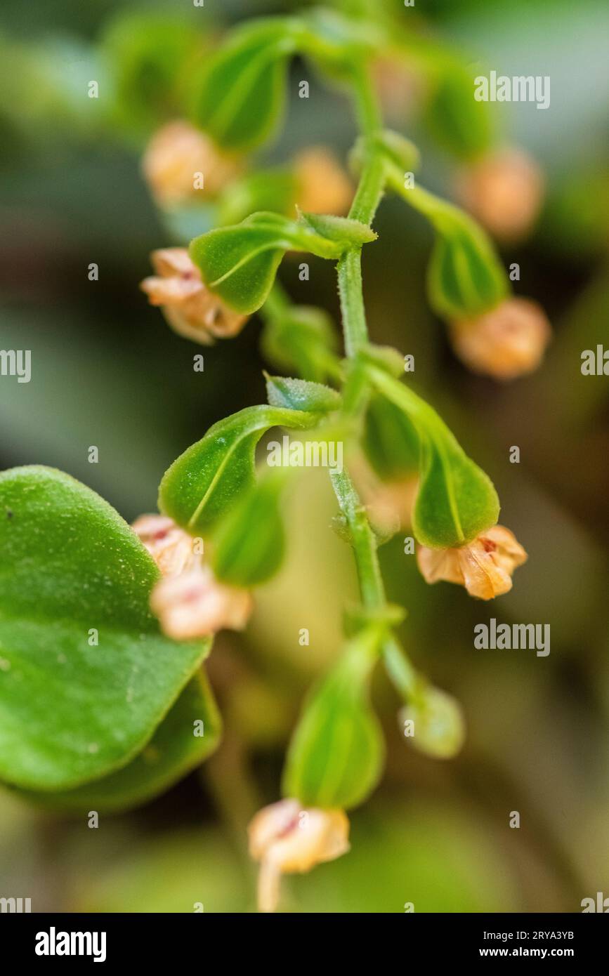 Amazon rainforest orchid hi-res stock photography and images - Alamy