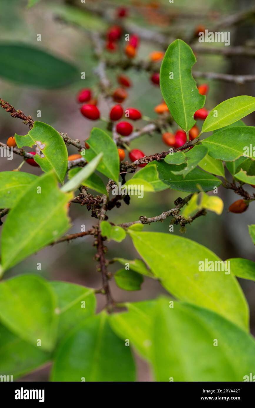 coca leaf in the peruvian jungle, amazonian,Perú Stock Photo - Alamy