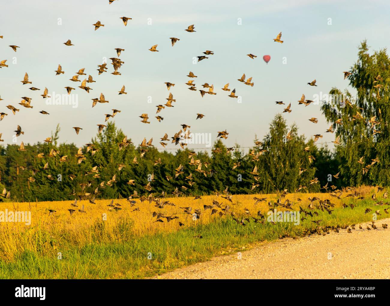 beautiful autumn landscape with many small migratory birds flying ...