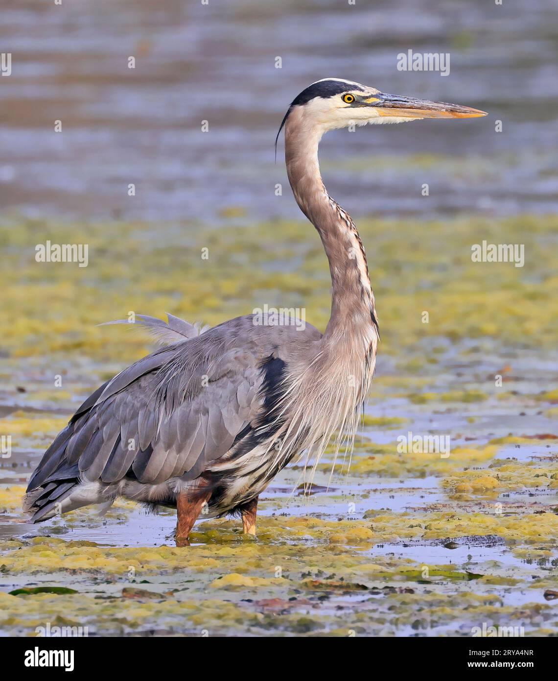 Eastern canada wildlife hi-res stock photography and images - Alamy