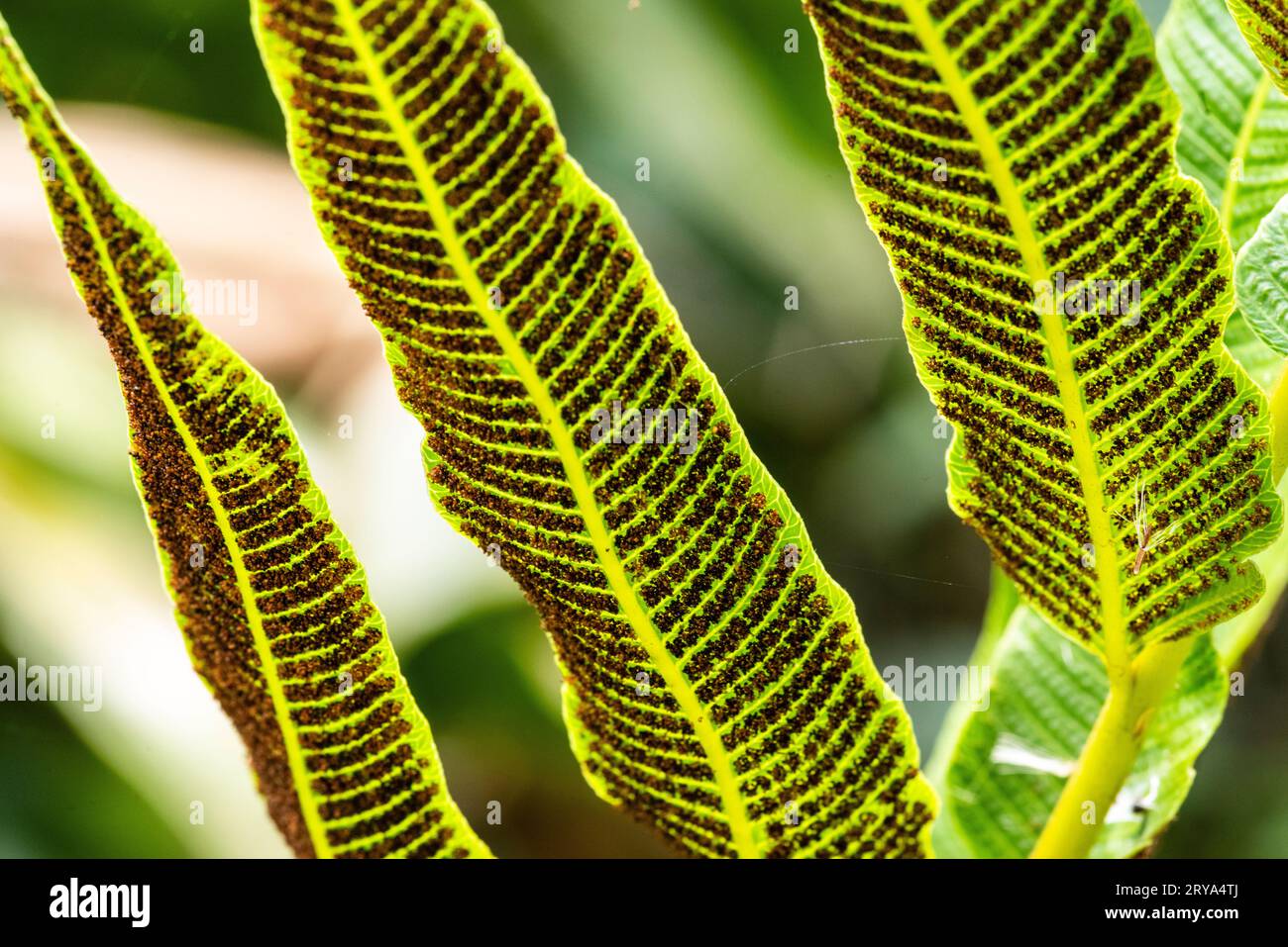 amazon fern in the rainforest,Tingo Maria,Perú Stock Photo - Alamy