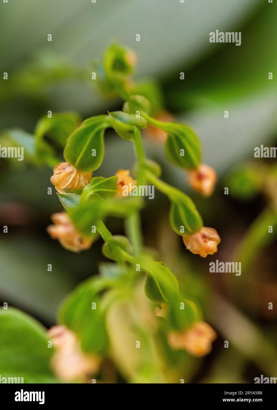 Amazon rainforest orchid hi-res stock photography and images - Alamy