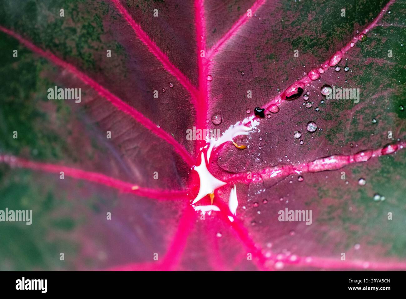 caladium bicolor in the amazonian rain forest,Perú Stock Photo - Alamy