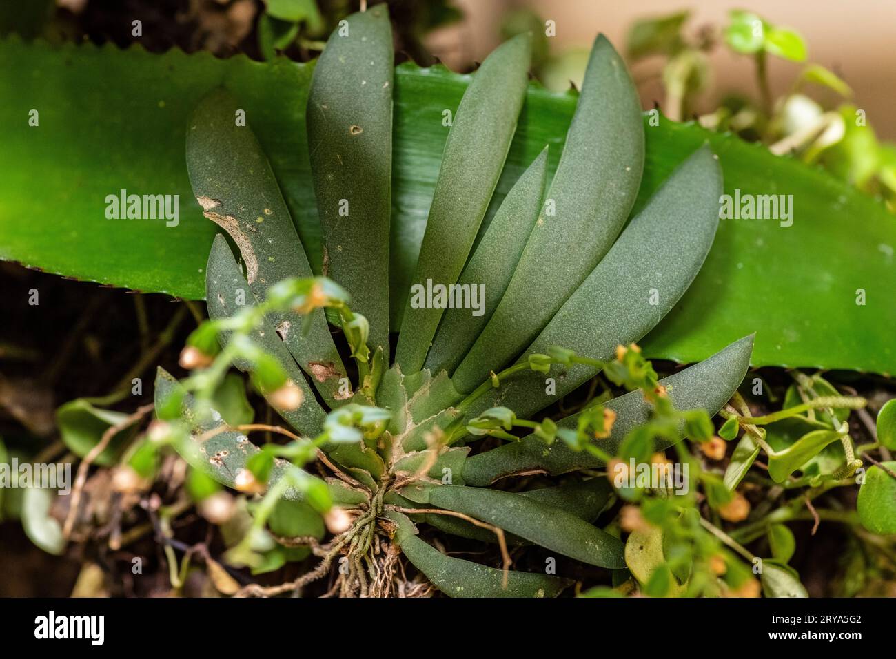 Amazonian art hi-res stock photography and images - Alamy