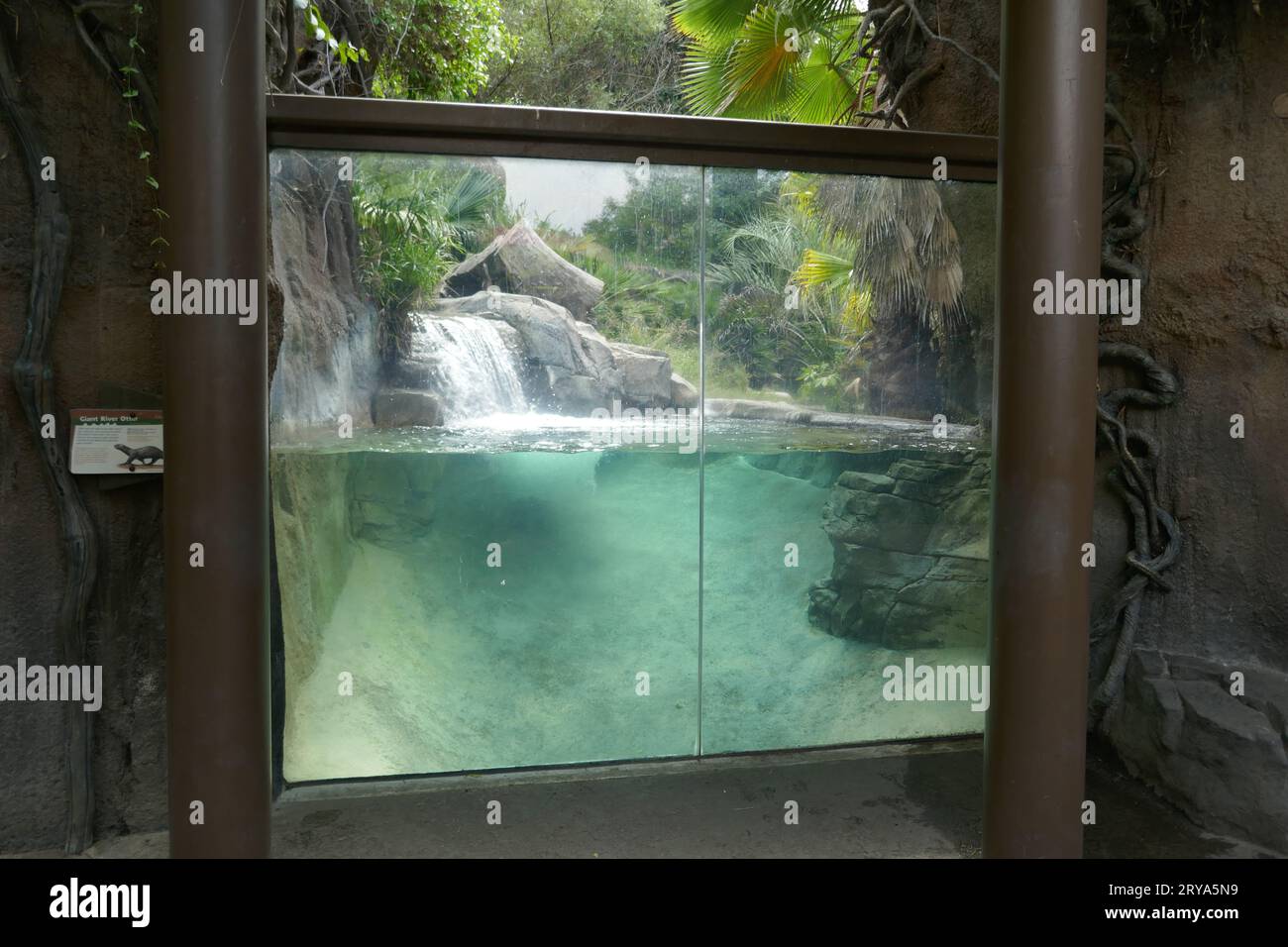 Los Angeles, California, USA 20th July 2023 Giant Riber Otters Habitat ...