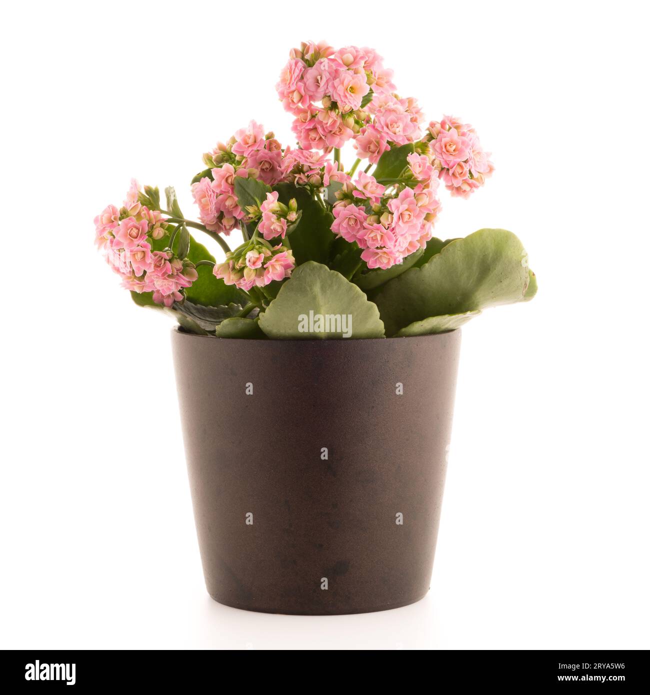 Kalanchoe Calandiva flowers Stock Photo - Alamy