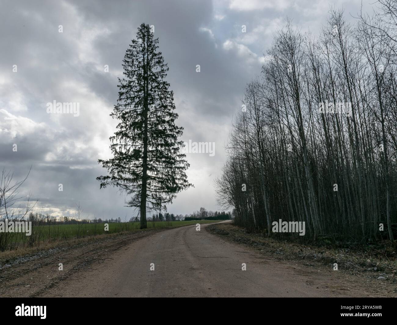 landscape with country road and fir tree silhouette in backlight Stock ...