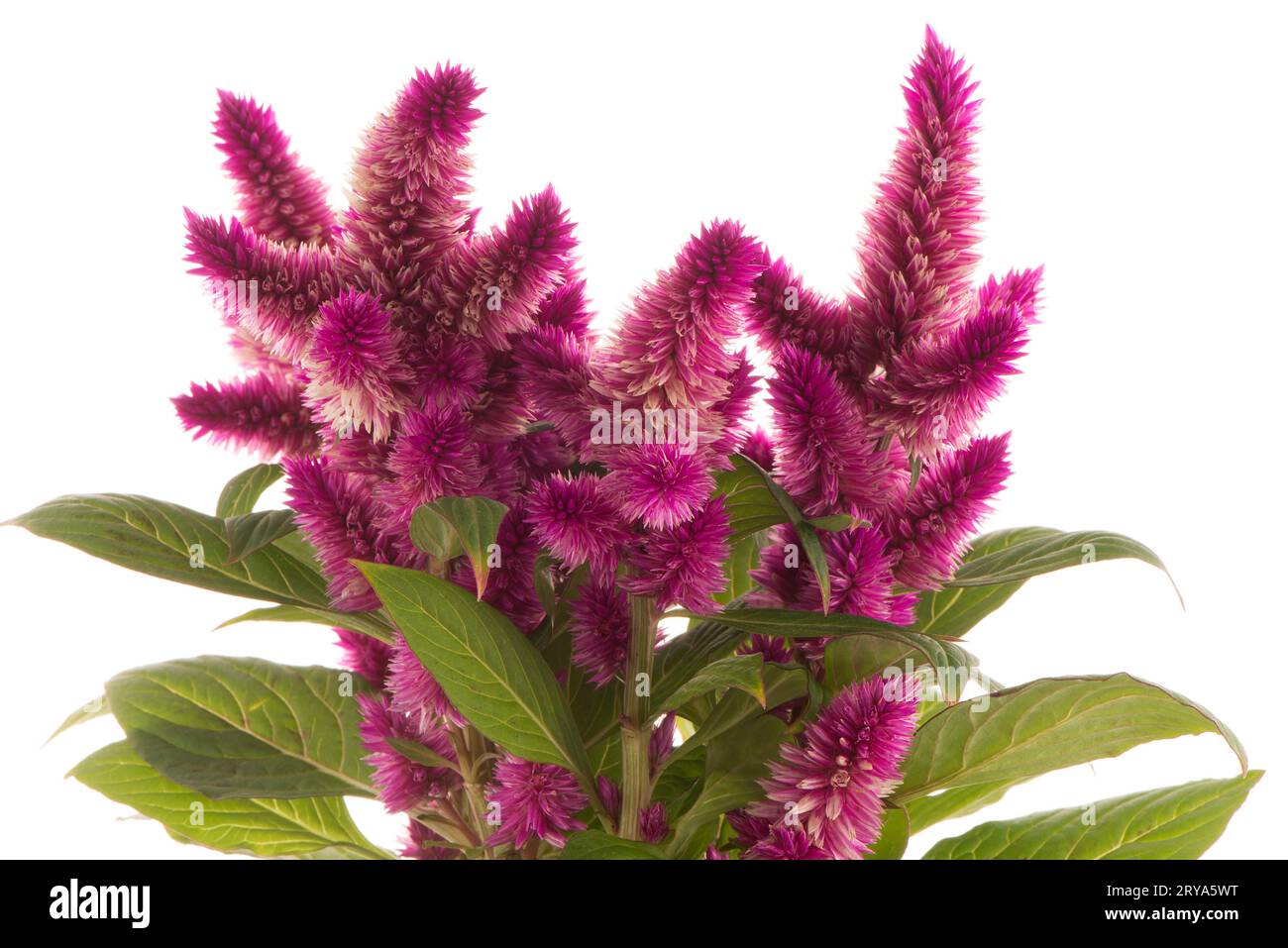 Cockscomb celosia spicata plant Stock Photo - Alamy