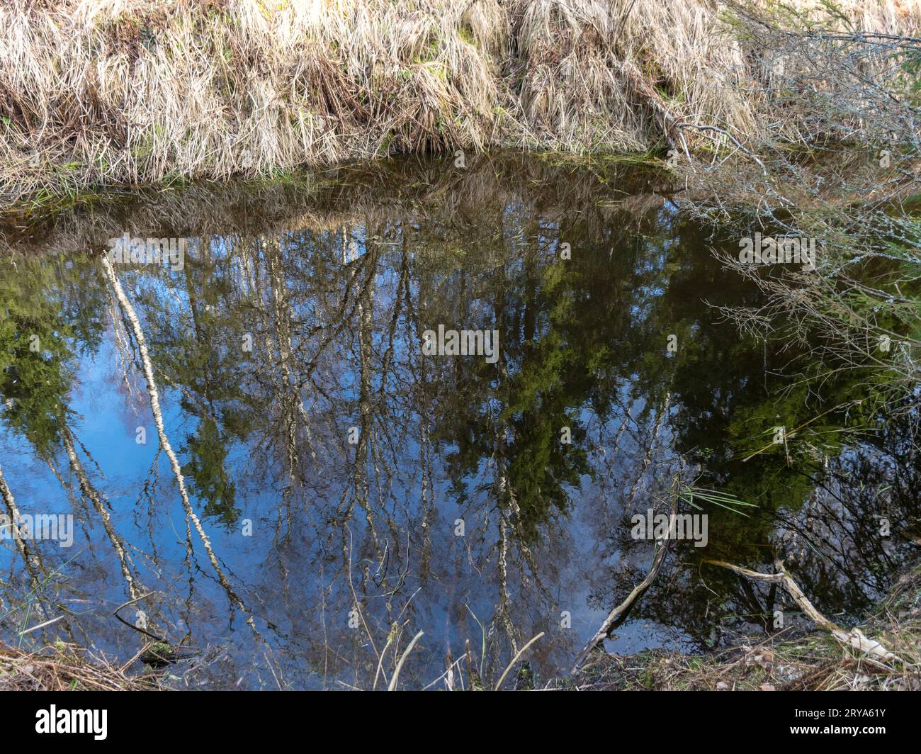 landscape with swamp ditch in spring, trees and sky shine in water ...