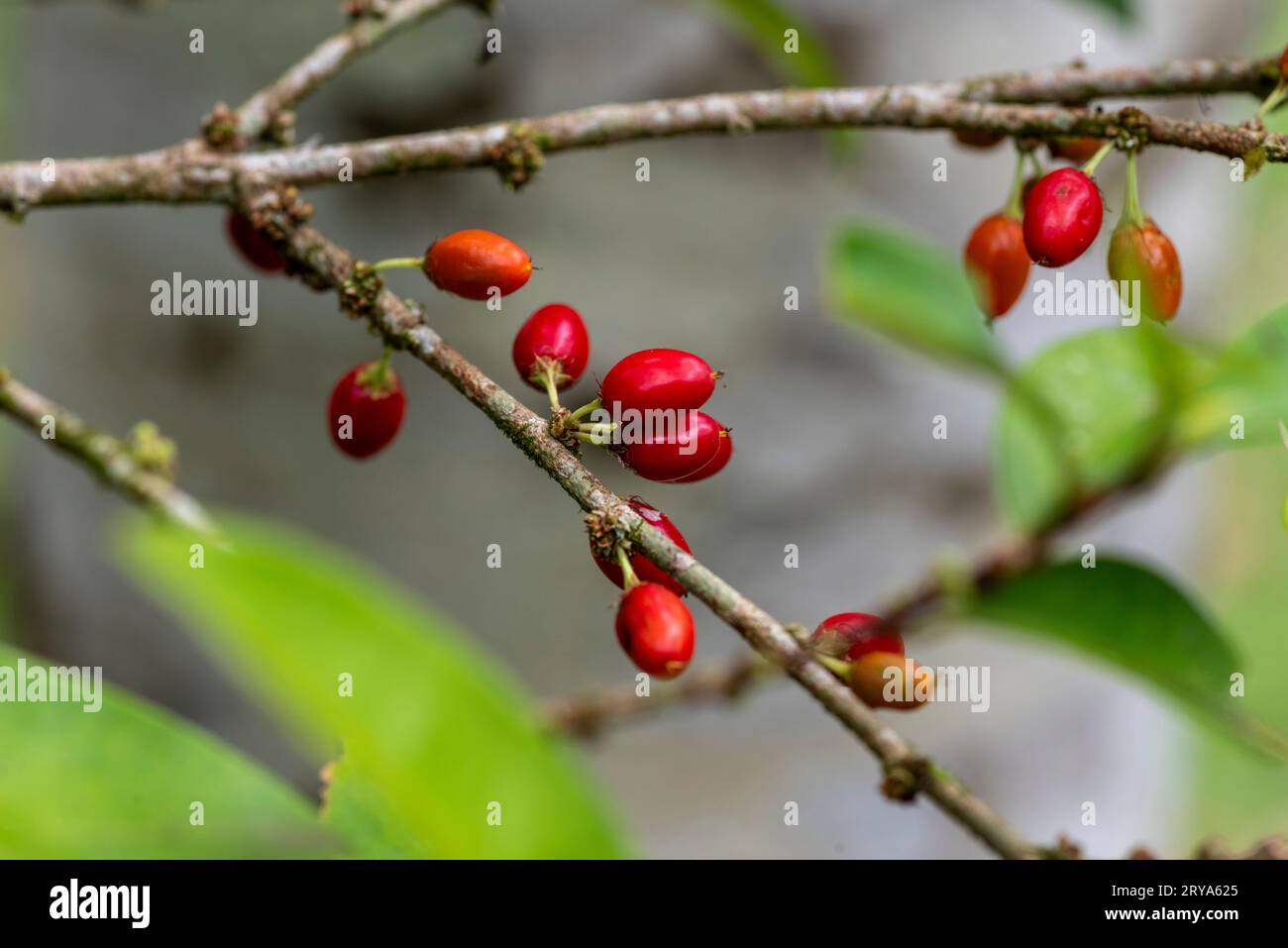 coca leaf in the peruvian jungle, amazonian,Perú Stock Photo - Alamy