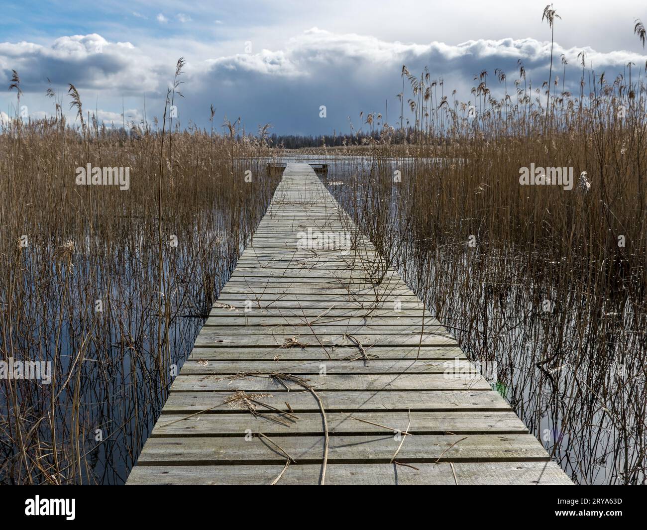 abstract wallpaper with wooden boardwalk, blurred background, shrubs ...