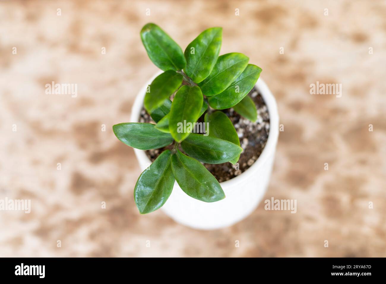 Zamioculcas zenzi hi-res stock photography and images - Alamy