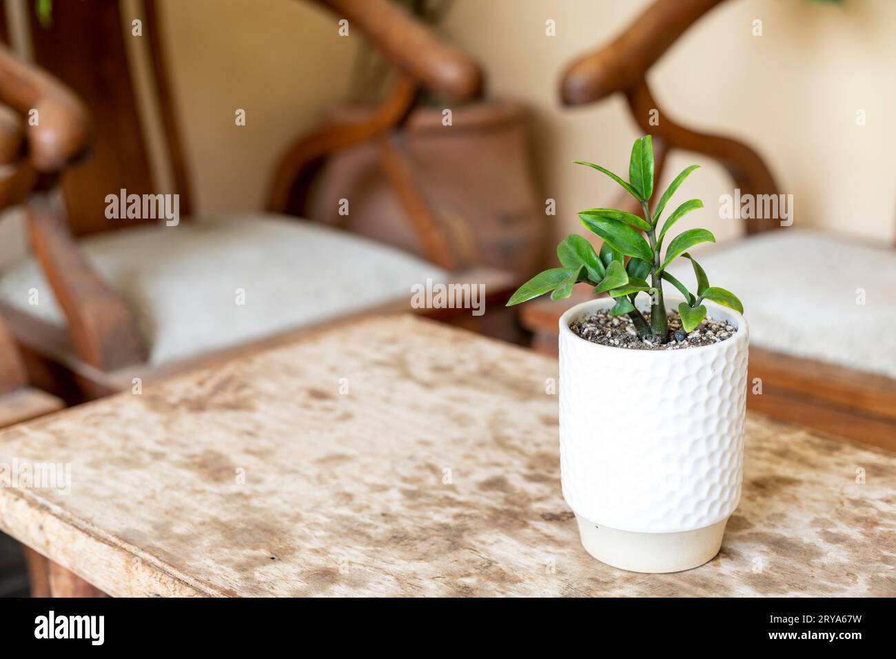 Zz plant in pot hi-res stock photography and images - Alamy
