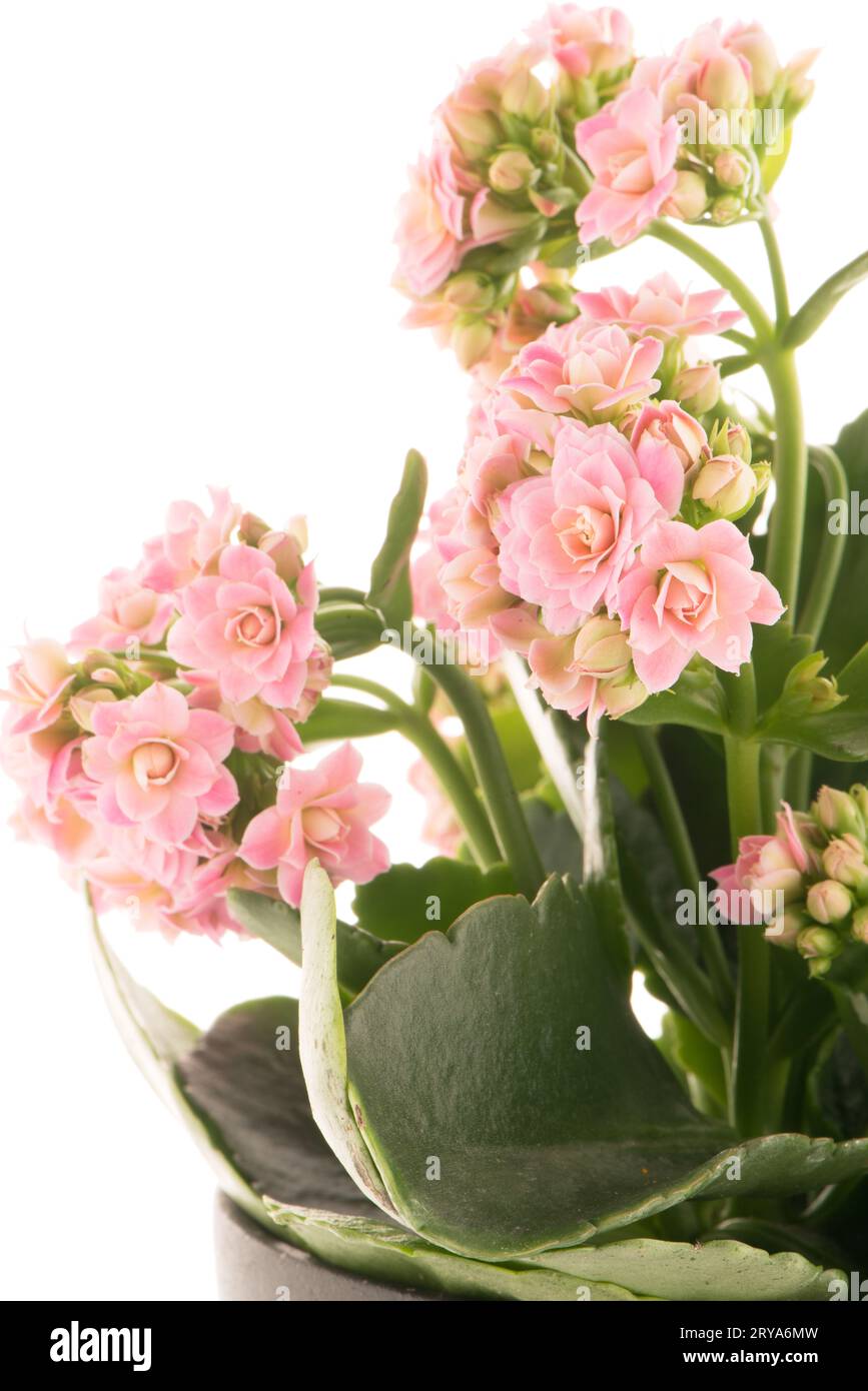 Kalanchoe Calandiva flowers Stock Photo - Alamy