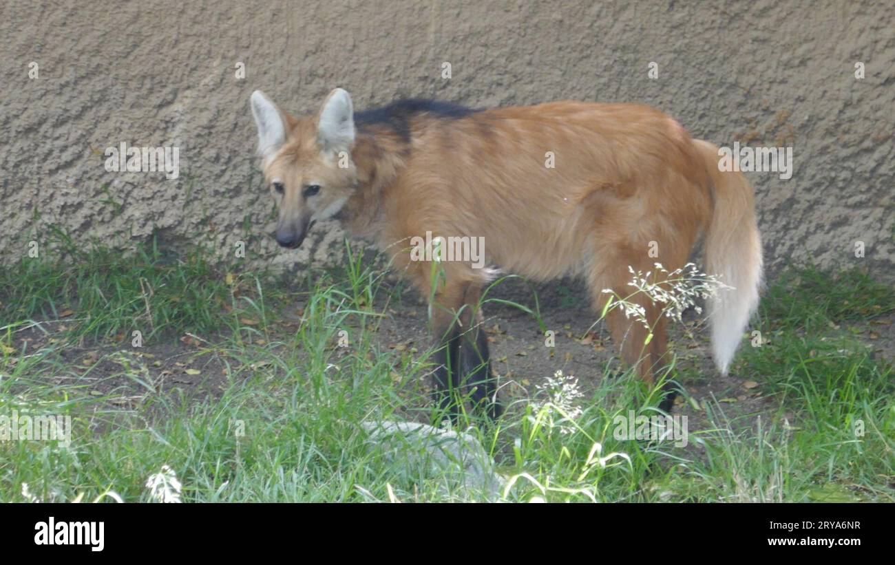 Los Angeles, California, USA 27th September 2023 Maned Wolf at LA Zoo ...